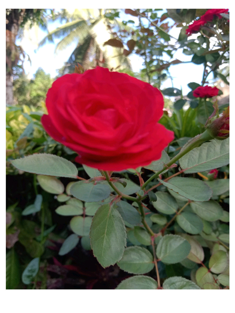 PDFGallery 20250210 210459 | PDF