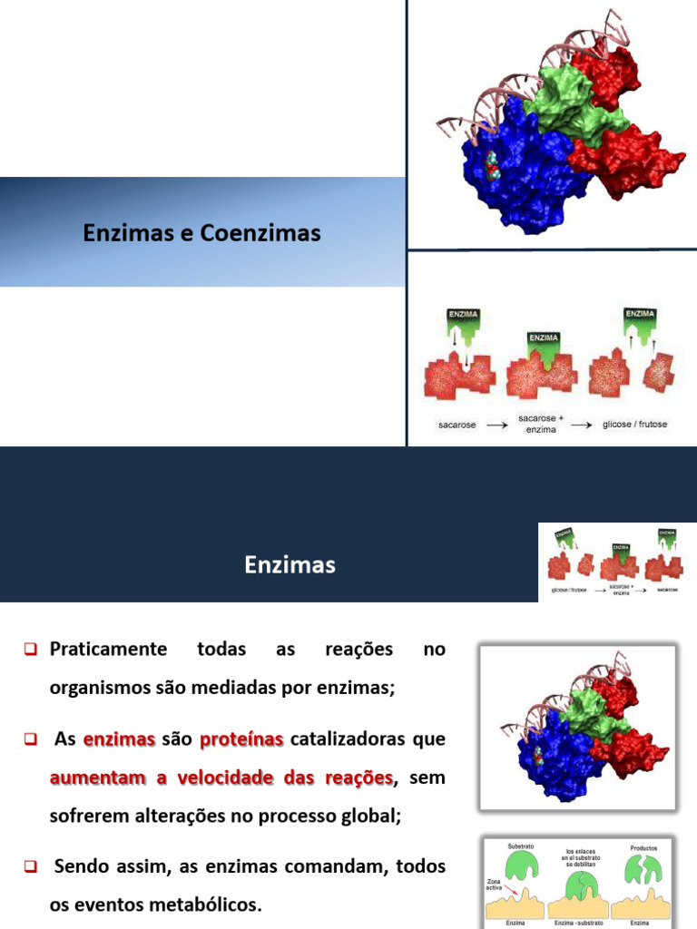 3. Enzimas e Coenzimas | PDF | Enzima | Inibidor de enzimas