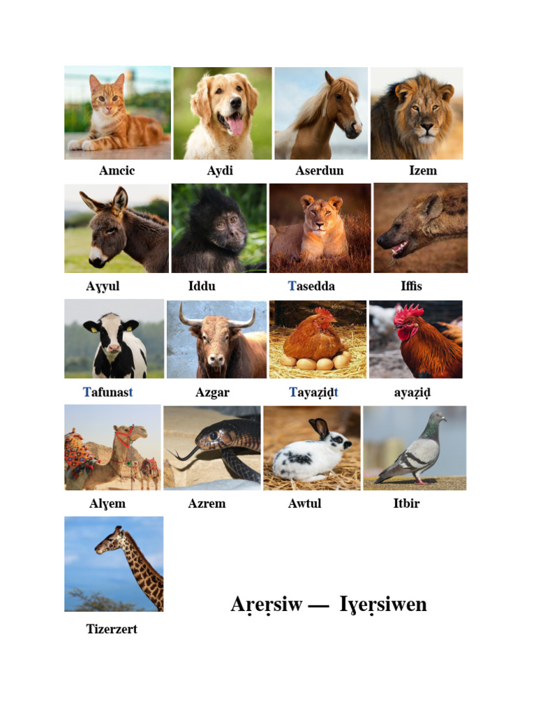2 - Iɣeṛsiwen - Animals + Comparative and Superlative Forms | PDF