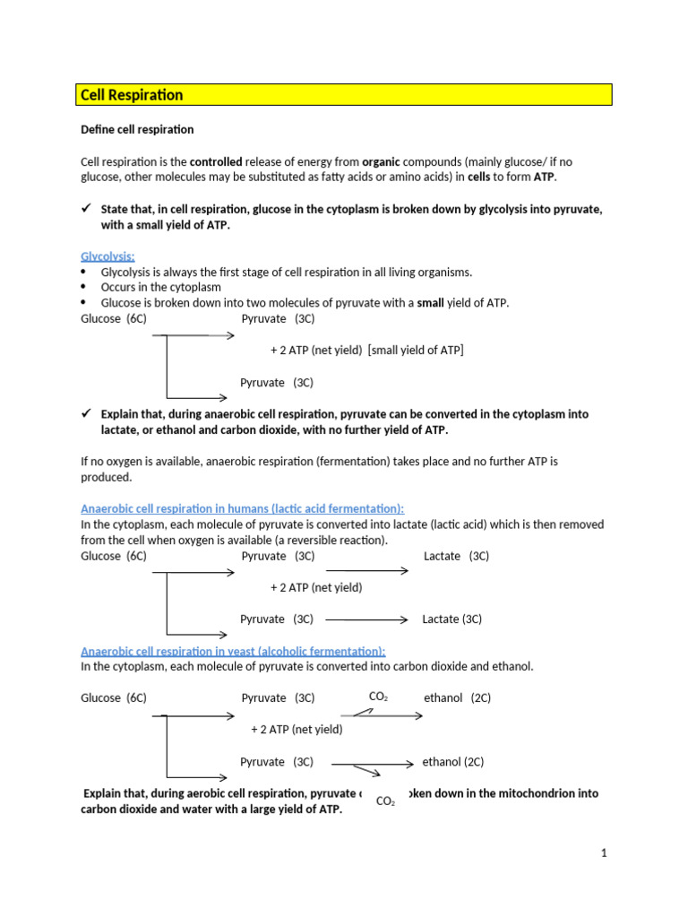 Cell_Respiration_notes_MYP4 | PDF | Cellular Respiration | Pyruvic Acid