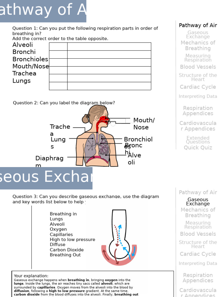 Work Book 2 Cardio-Respiratory Systems | PDF | Circulatory System | Heart