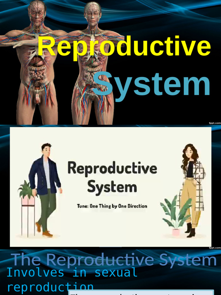 Human Reproductive System | PDF | Reproductive System | Ovary