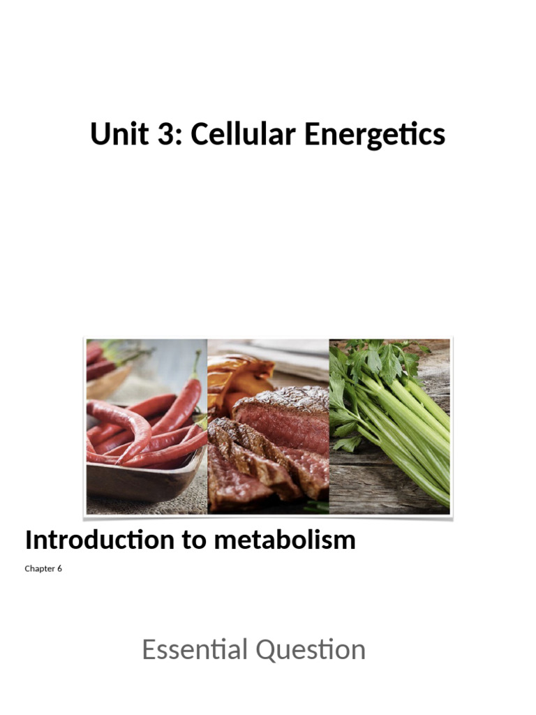New Unit 3 Cellular Energetics | PDF | Enzyme | Active Site
