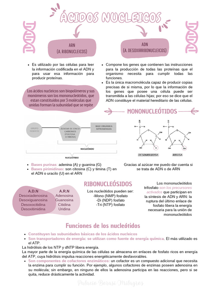 U2 (Iii) Ã Cidos Nucleicos 3 | PDF | Adn | Rna
