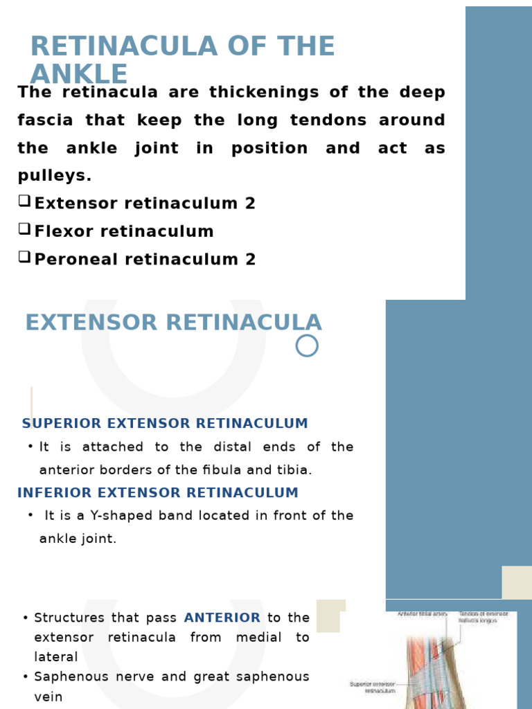 Retinacula of The Ankle | PDF