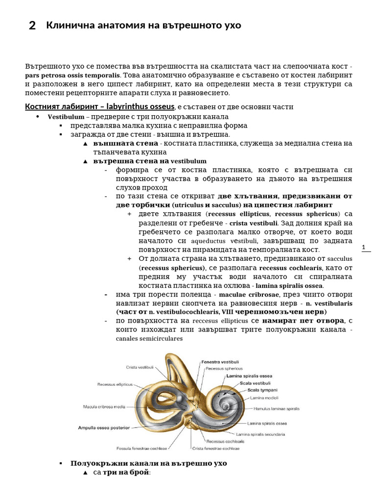 Костният лабиринт - labyrinthus osseus | PDF