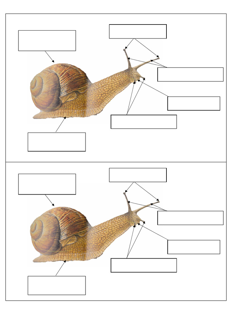 Schéma Trace Écrite Escargot | PDF