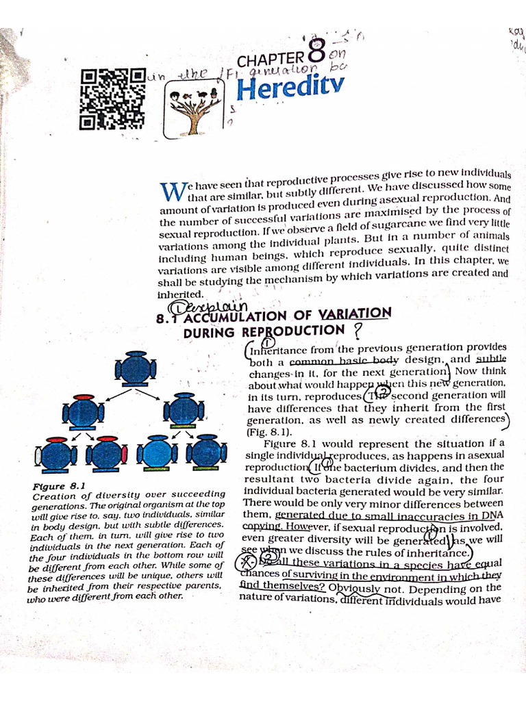 Bio Chapter 8 Heredity Notes and Book Markings | PDF