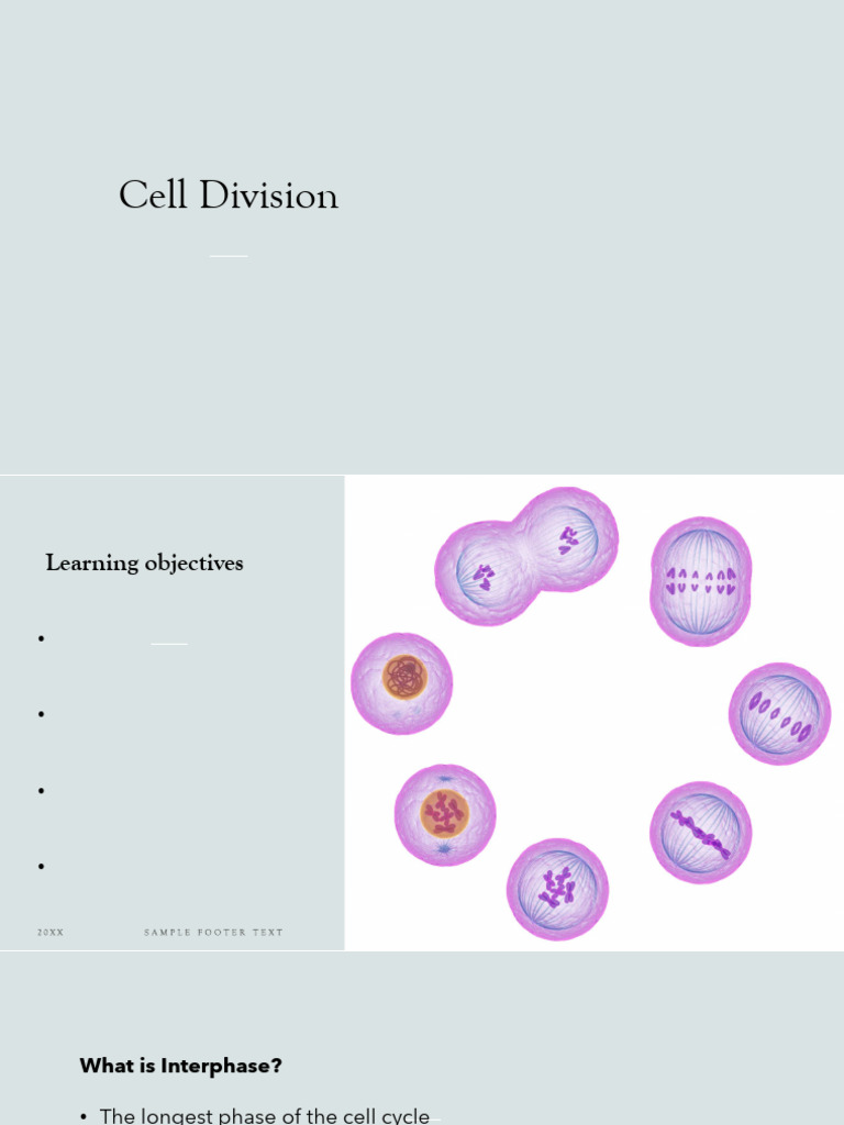 Cell Division | PDF | Meiosis | Mitosis