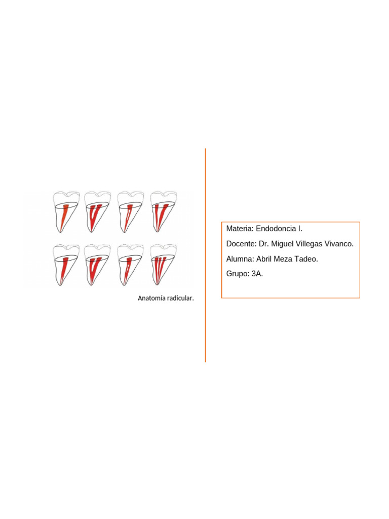 Anatomía Radicular en Endodoncia | PDF | Ramas de Odontología | Boca