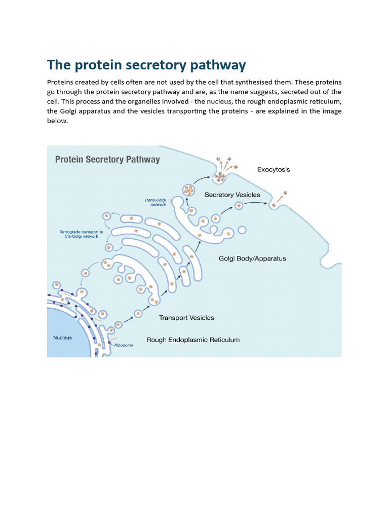 The Protein Secretory Pathway | PDF | Endoplasmic Reticulum | Secretion