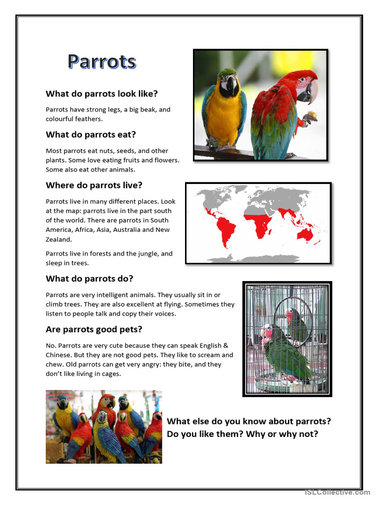 Parrot Reading | PDF