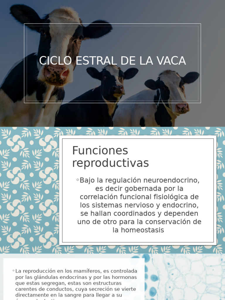 Ciclo Estral Vaca | PDF | Sistema endocrino | Ovario