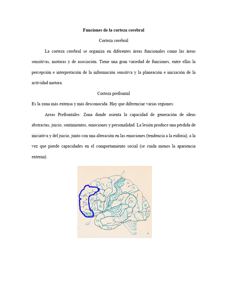 Funciones de la Corteza Cerebral | PDF | Lóbulo occipital | Lóbulo temporal