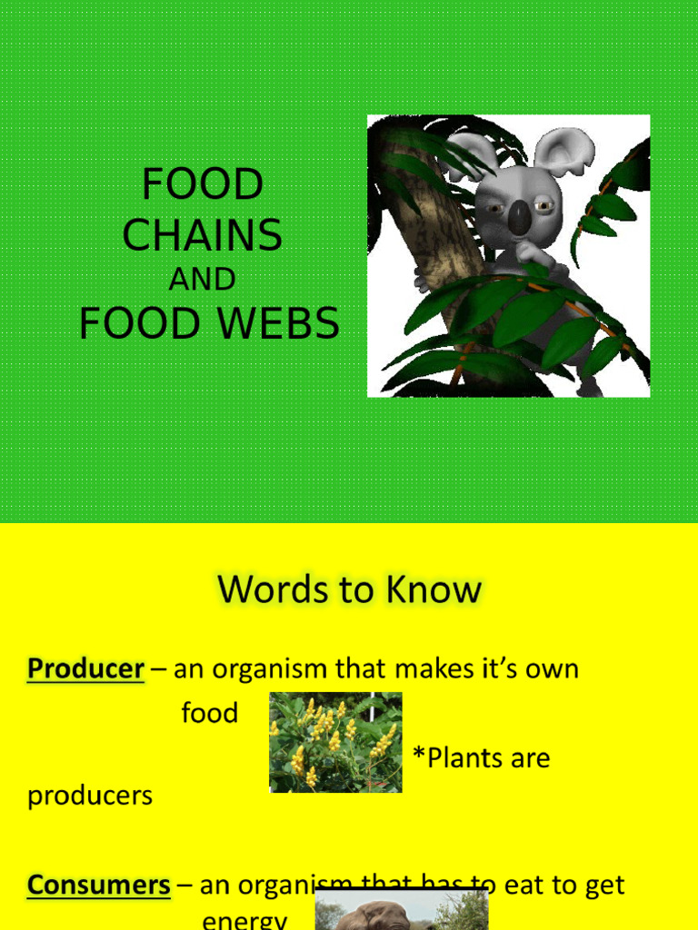 Food Chains and Webs Powerpoint | PDF