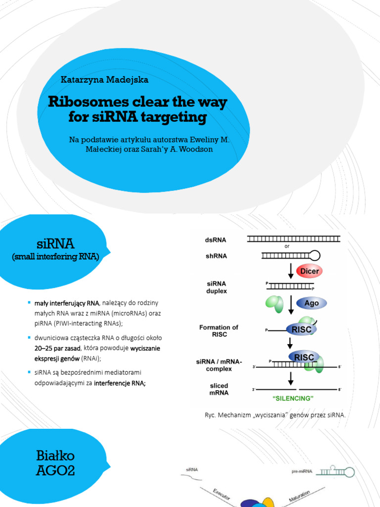 Ribosomes Clear The Way For SiRNA Targeting | PDF