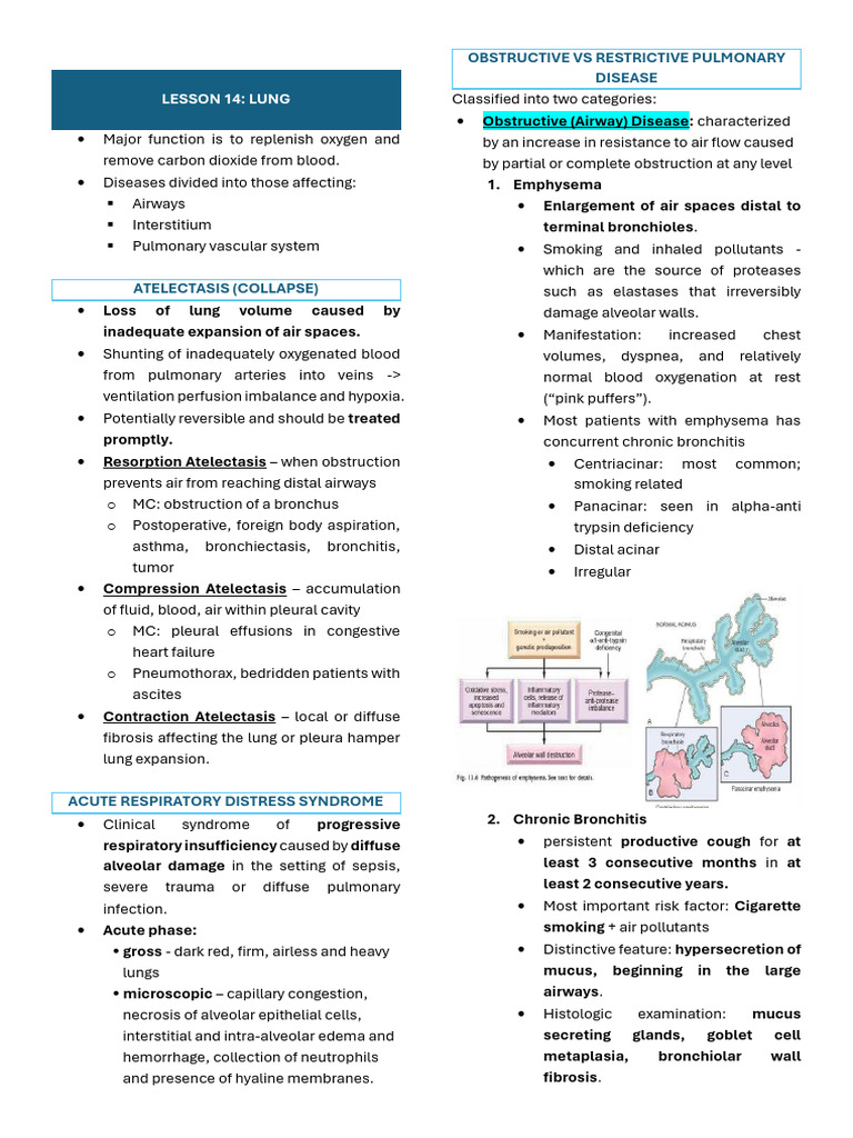 L14-LUNG | PDF | Respiratory Diseases | Lung