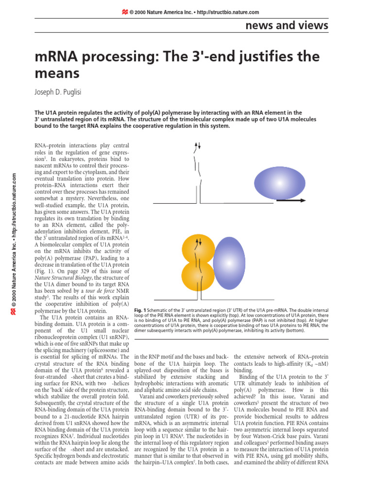 mRNA Processing The 3 - End Justifies The Means | PDF | Messenger Rna | Rna