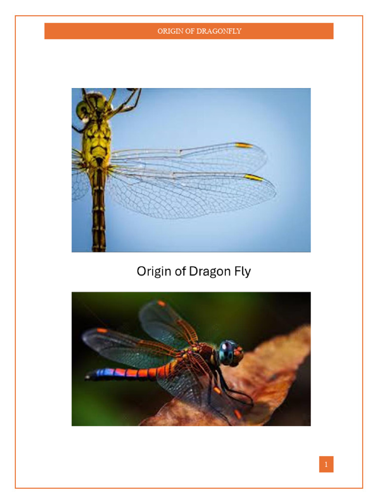 Dragonflies Diversity | PDF | Dragonfly | Predation