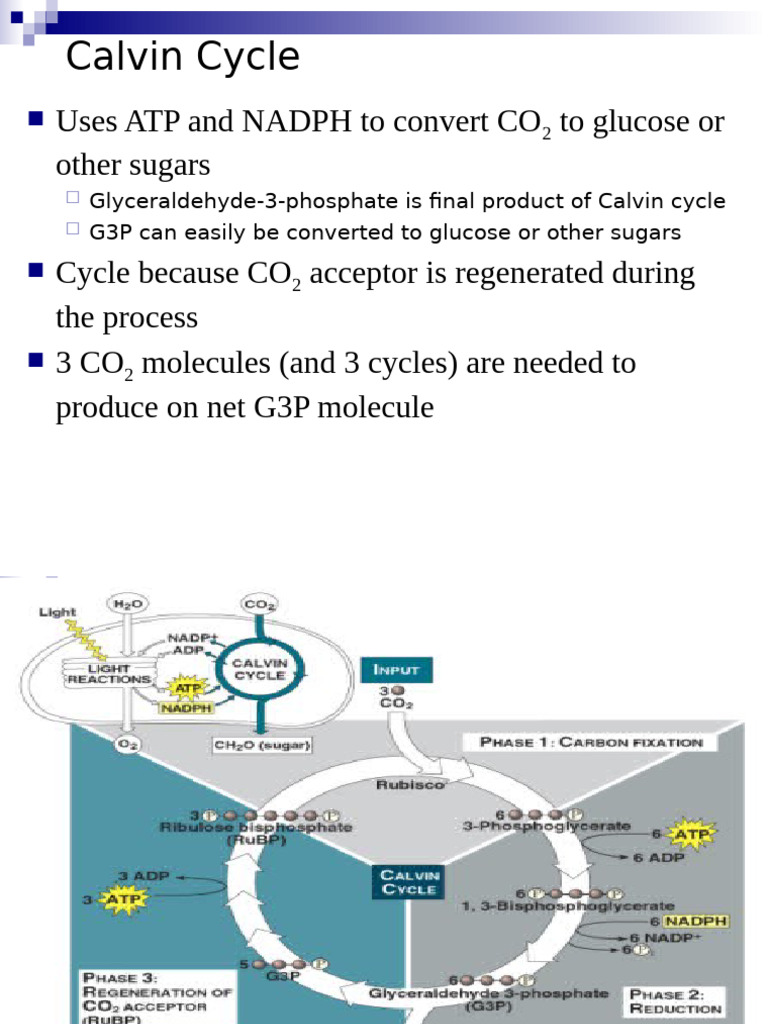 Final Product of the Calvin Cycle: G3P | PDF