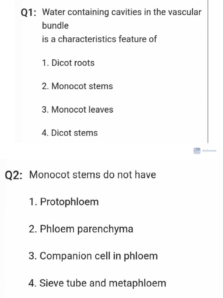 Stem Root Leaf Anatomy | PDF