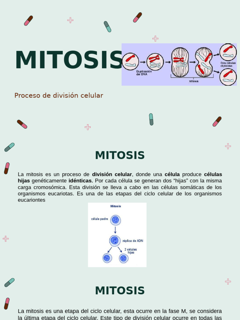 Mitosis | PDF | Mitosis | Cromosoma