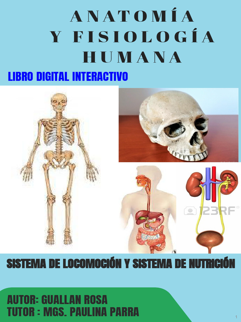 Libro Anatoma y Fisiologa 2024 | PDF | Sistema digestivo humano | Articulación