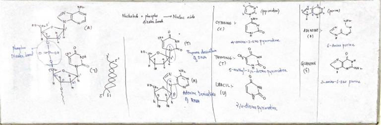 Nucleic Acids | PDF