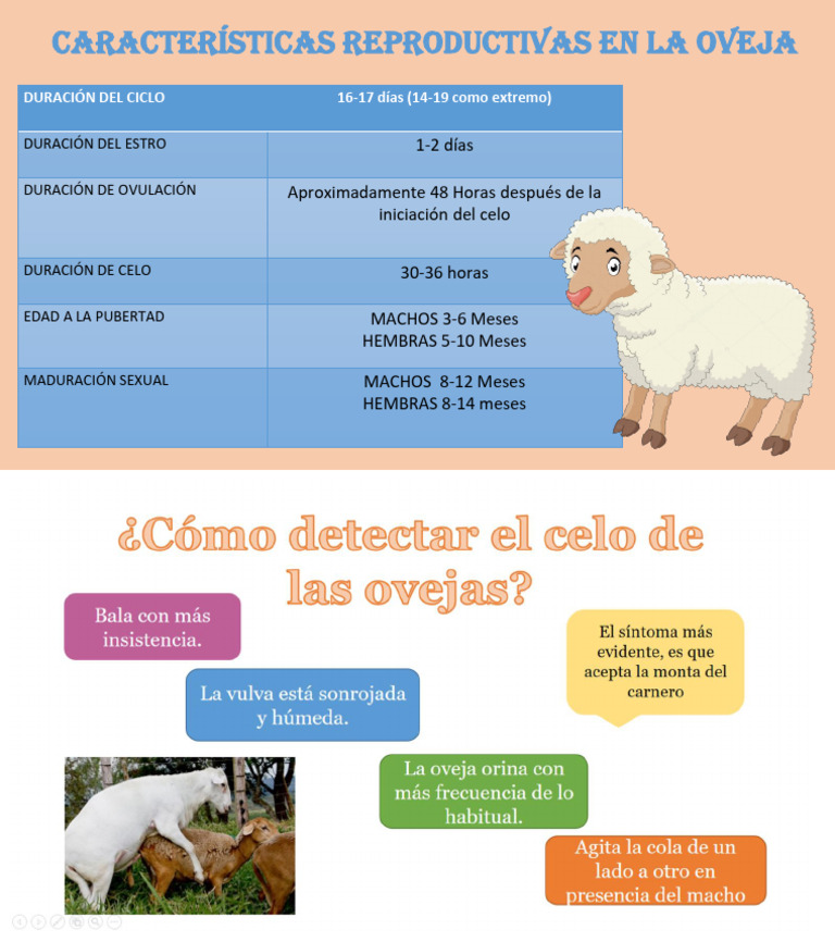 Reproduccion de La Oveja | PDF