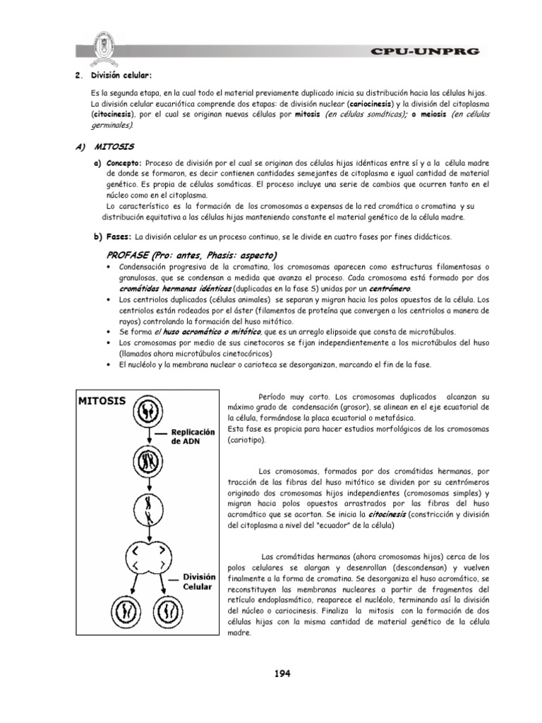 Mitosis y Meiosis: Proceso de División Celular | PDF | Mitosis | Mitosis