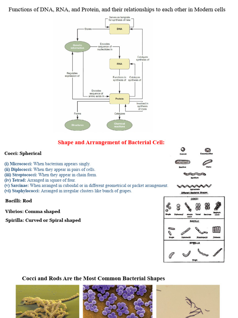 Bacterial Cell Structure | PDF | Ribosome | Cell (Biology)