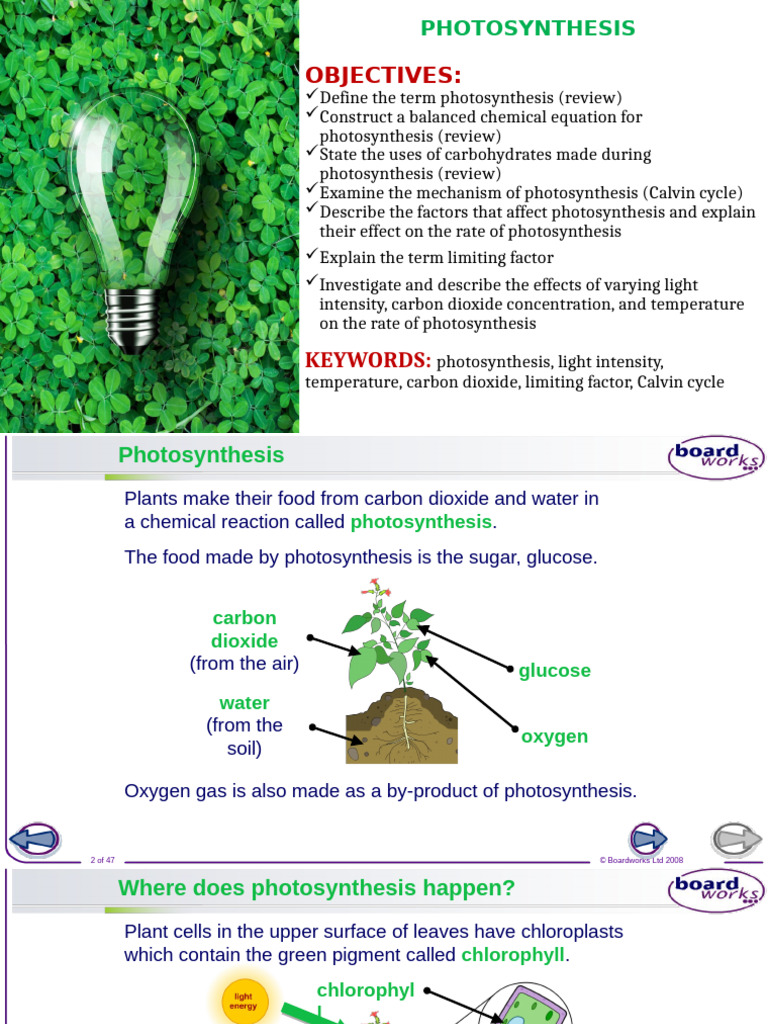 PHOTOSYNTHESIS Year 10 Edited 2025 | PDF | Photosynthesis | Stoma
