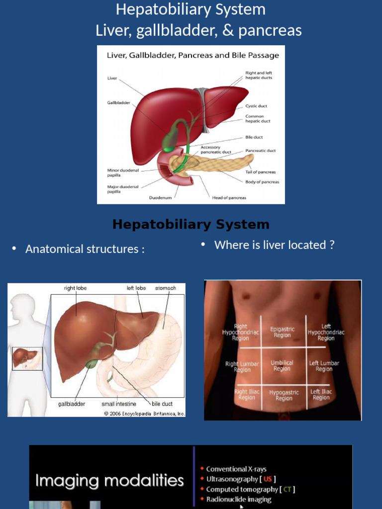 Hepatobiliary System Imaging Overview | PDF | Liver | Medical Imaging