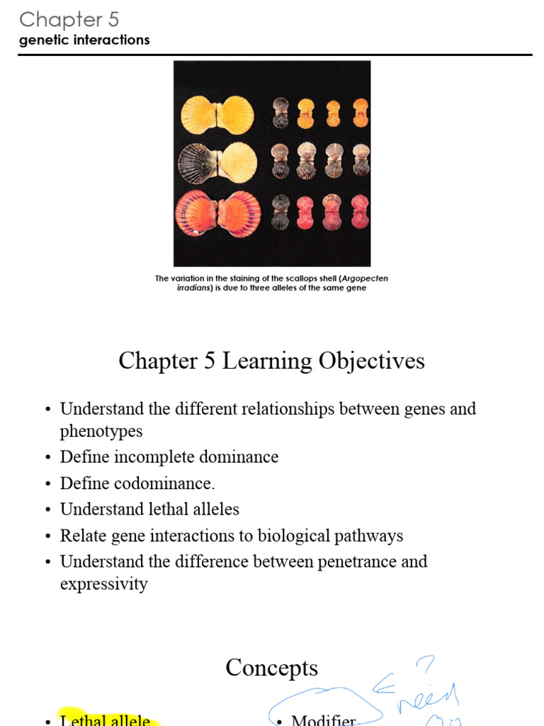 Genetics Ch5 | PDF | Dominance (Genetics) | Epistasis