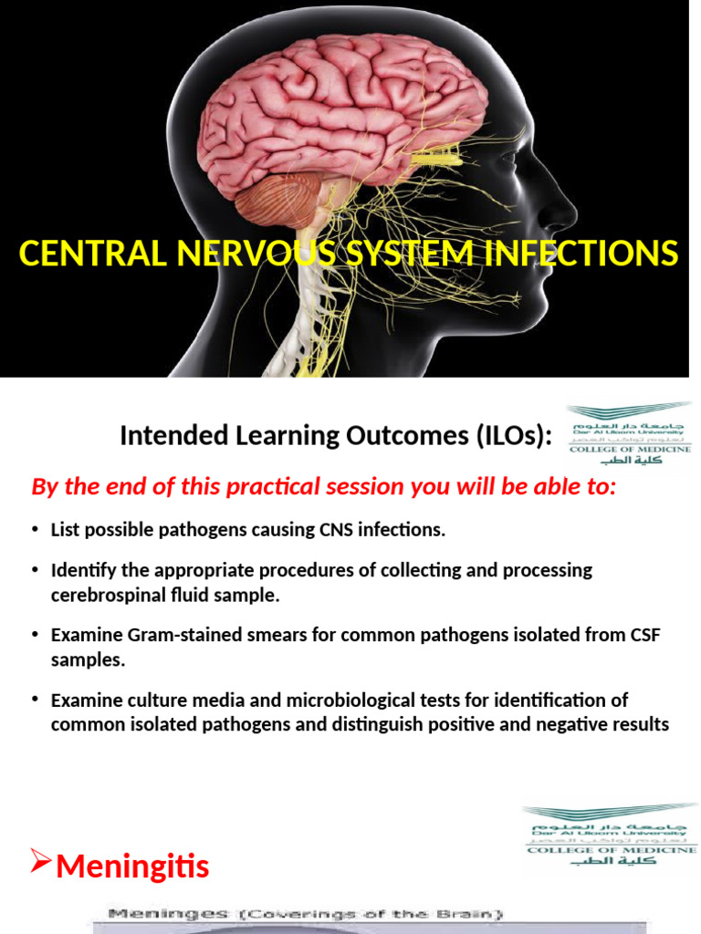 Microorganisms of The CSF | PDF | Meningitis | Cerebrospinal Fluid