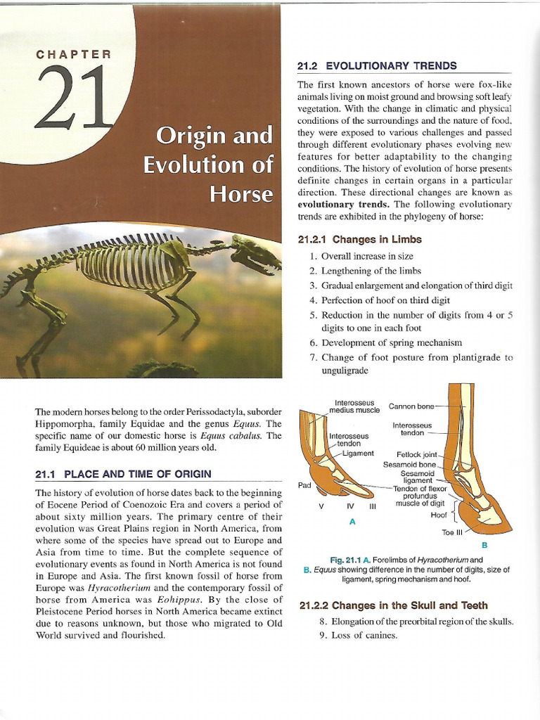 Horse Evolution | PDF