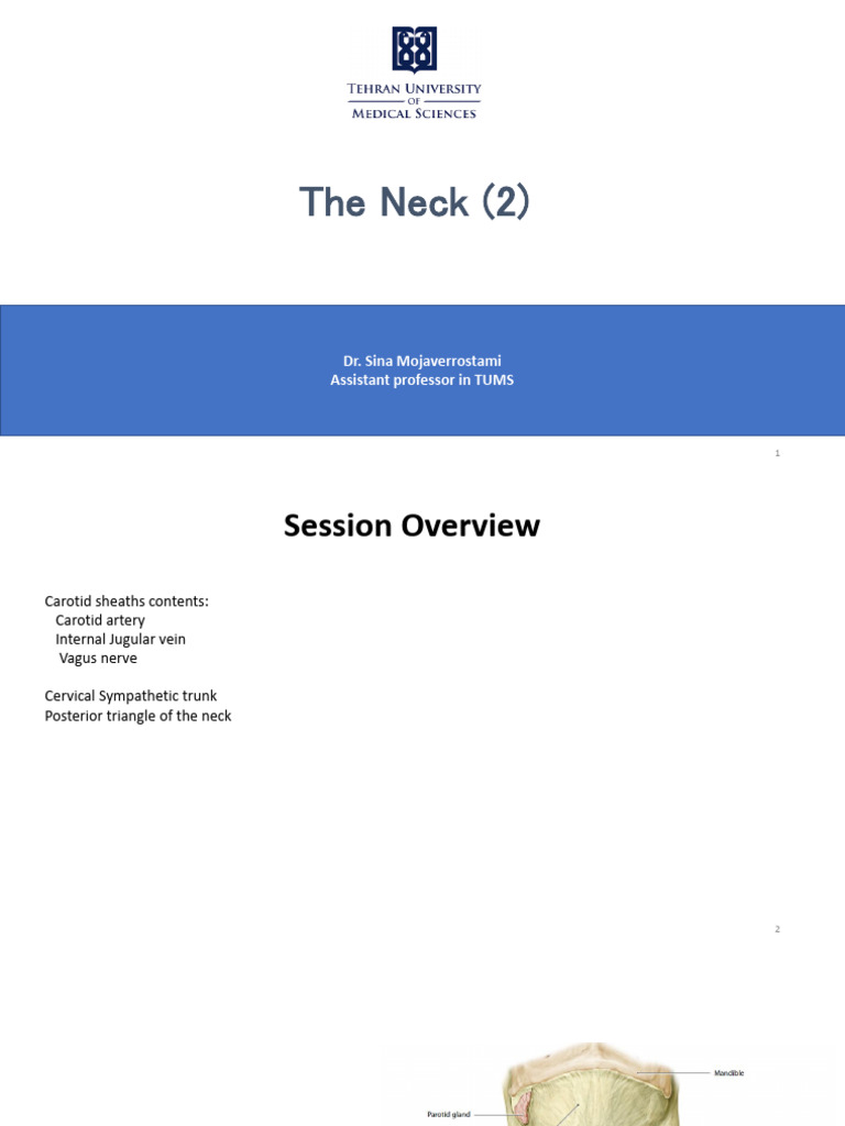 Anatomy of the Carotid Sheath and Arteries | PDF | Common Carotid ...