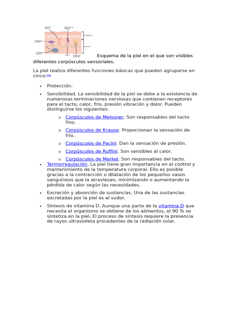 Esquema de La Piel en El Que Son Visibles Diferentes Corpúsculos ...