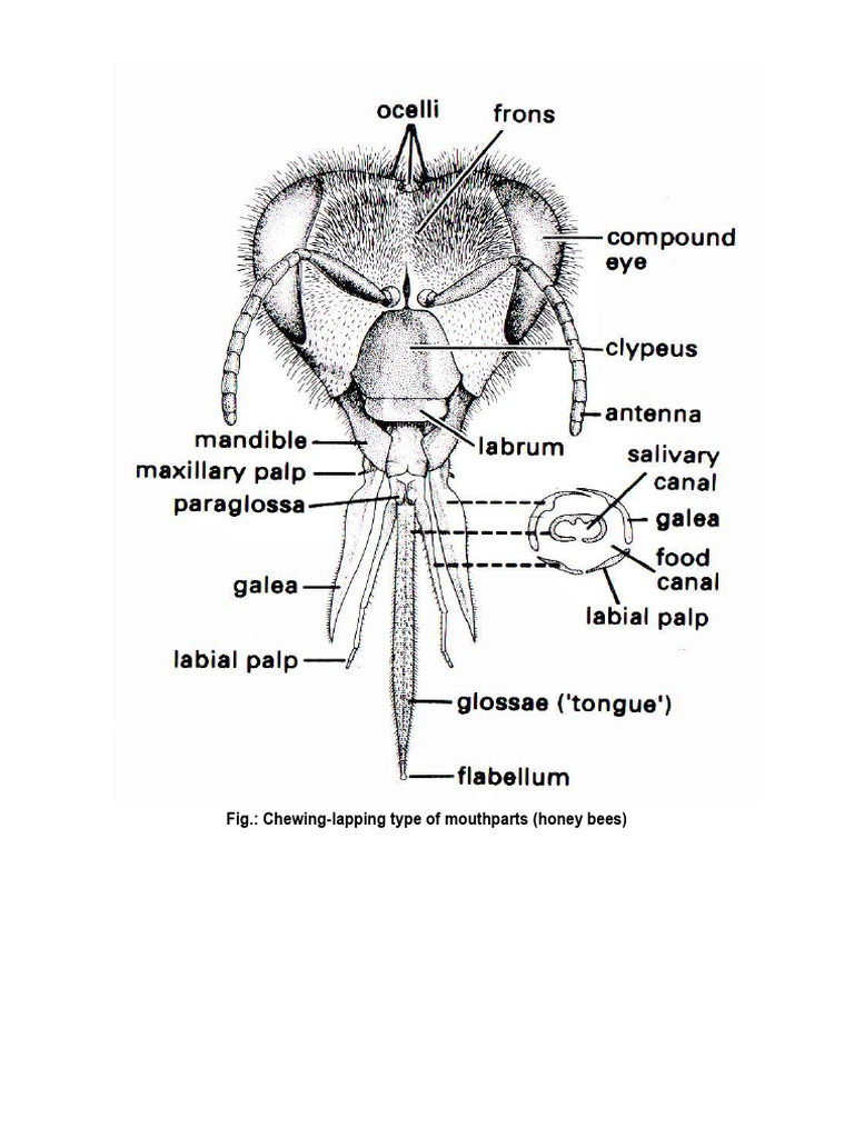 Honey Bee Mouthparts Explained | PDF