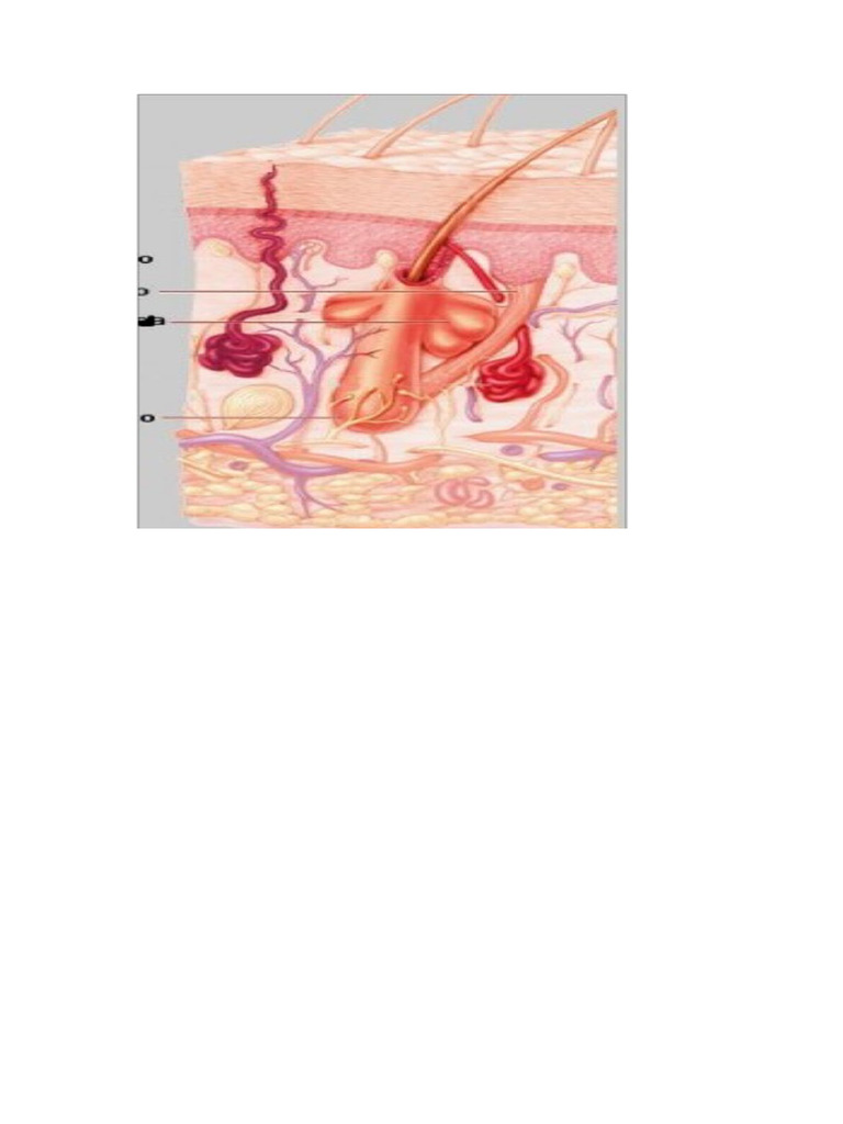 Dibujo de Glándulas | PDF