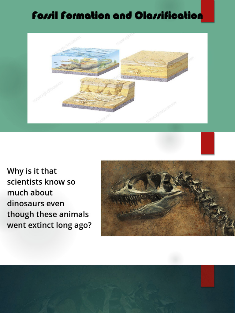 1 Fossil Formation Classificatn | PDF | Fossil | Stratigraphy