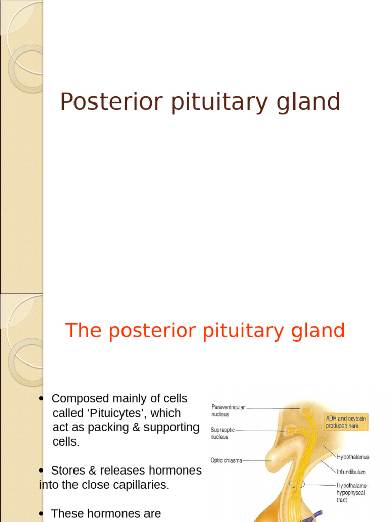 Posterior - Pituitary Gland 84940 | PDF | Pituitary Gland | Endocrinology