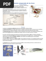 Principales Partes Del Gallo | PDF | Estudios de idiomas extranjeros