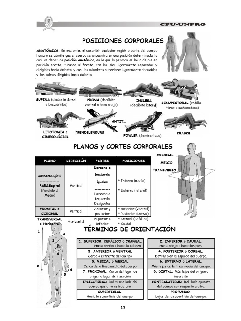 03 - Posiciones, Planos y Términos | PDF | Términos anatómicos de ubicación