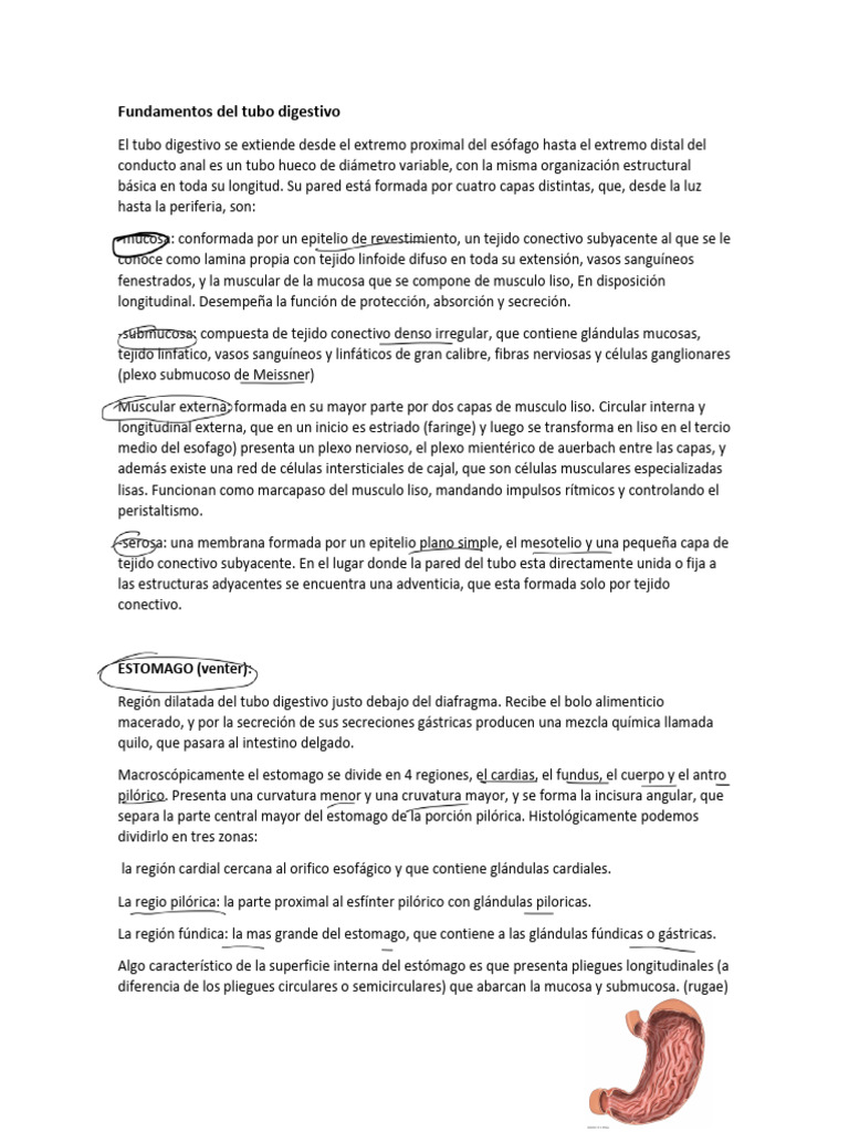 Estructura y Función del Tubo Digestivo | PDF | Estómago | Tracto ...