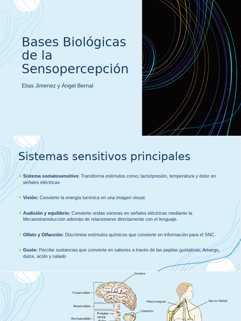 Bases Biológicas de La Sensopercepción | PDF