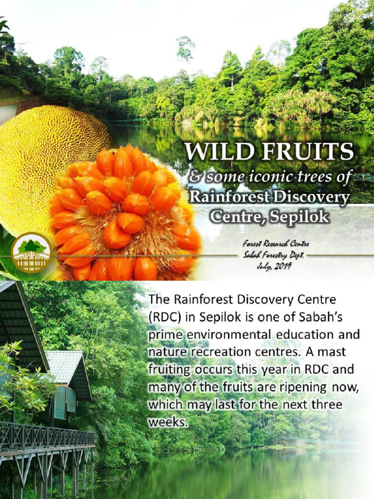 Wild Fruits Some Iconic Trees of RDC A | PDF