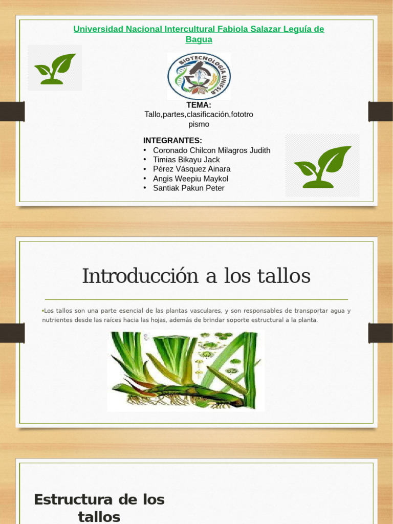 Estructura y funciones de los tallos | PDF | Tallo de la planta | Raíz