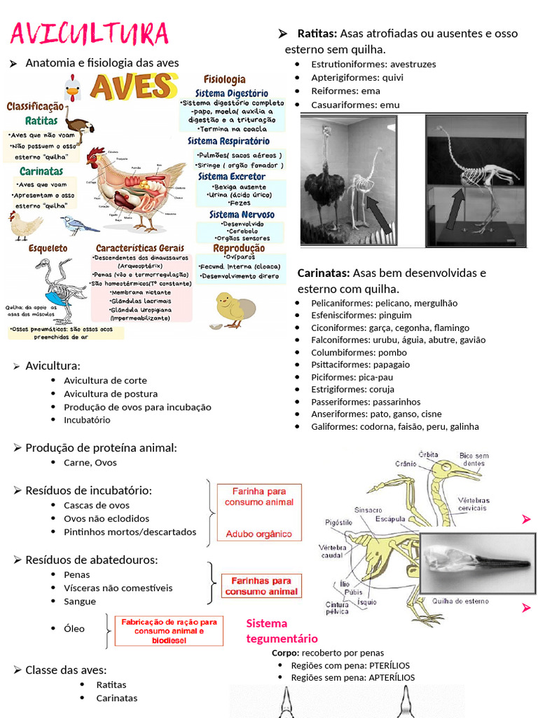 Resumo Anatomia Das Aves | PDF | Bico | Aves