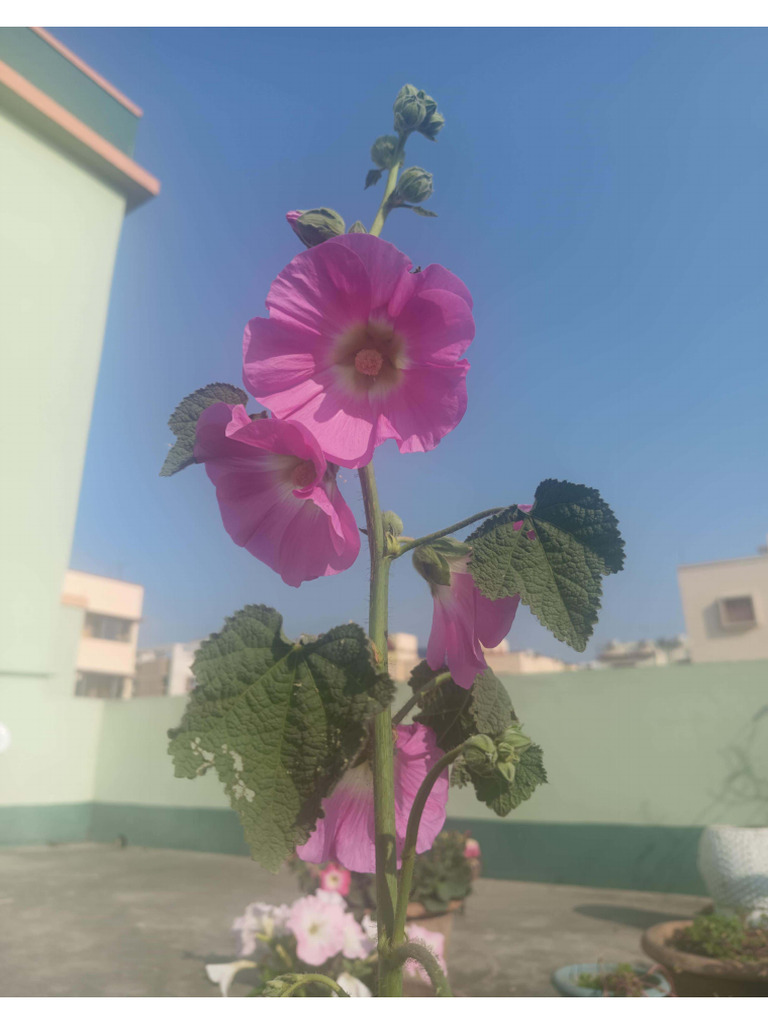 Flower | PDF